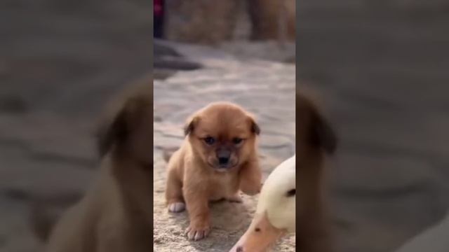 Милашки