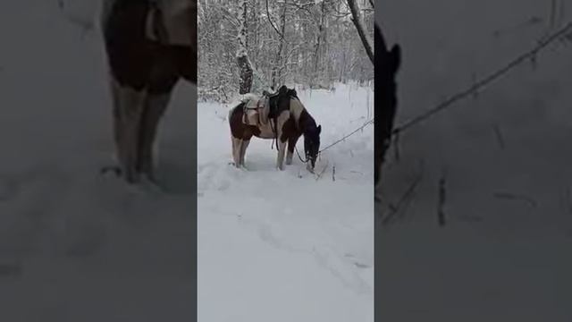 Рабочая команда Рел и конь
