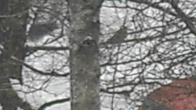 Голуби на ветке 65464685 DSCN5130