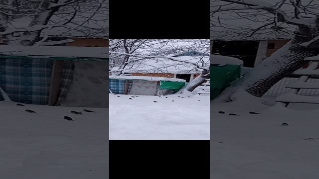 Где обедал воробей? Воробушки в птичьей столовой...