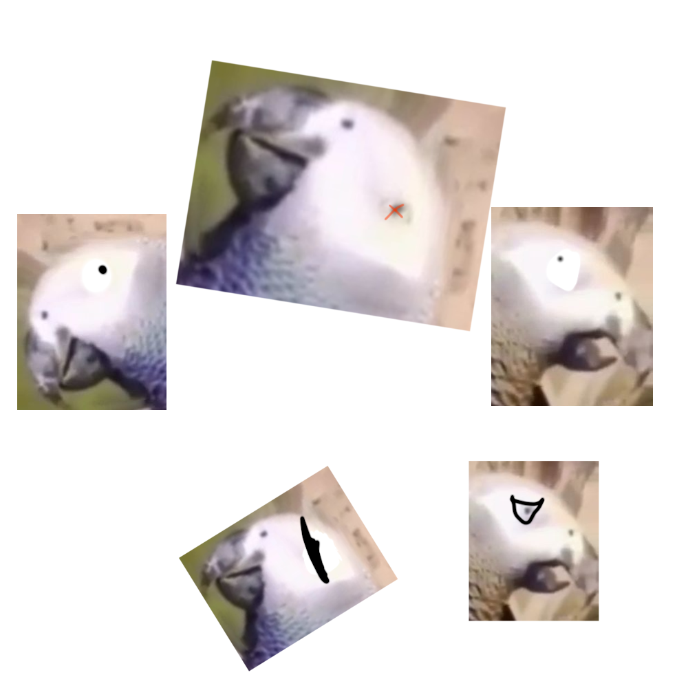 Пьяный попугай RYTP