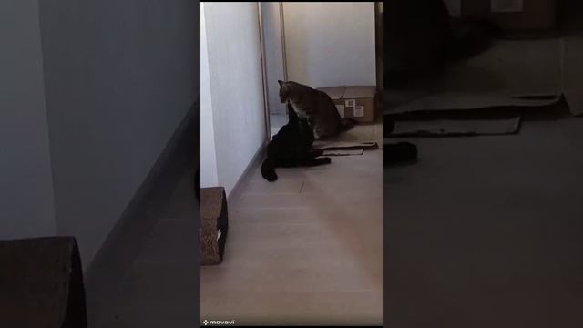 Берегись автомобиля