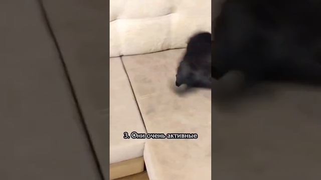 больше забавных видео с мопсом Блэки на канале #мопс #смешныесобаки #собаки #смешныевидео