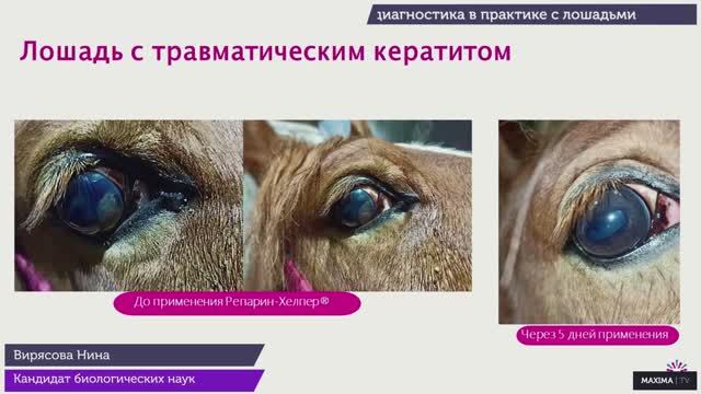 Нина ВИРЯСОВА: как Репарин Хелпер помогает заживлять повреждения глаз и сложные раны у лошадей
