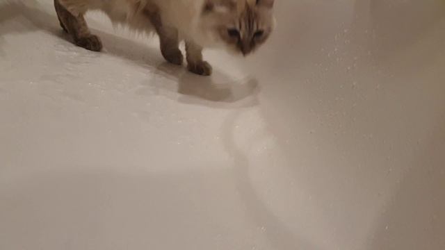 Реакция кошки на паука