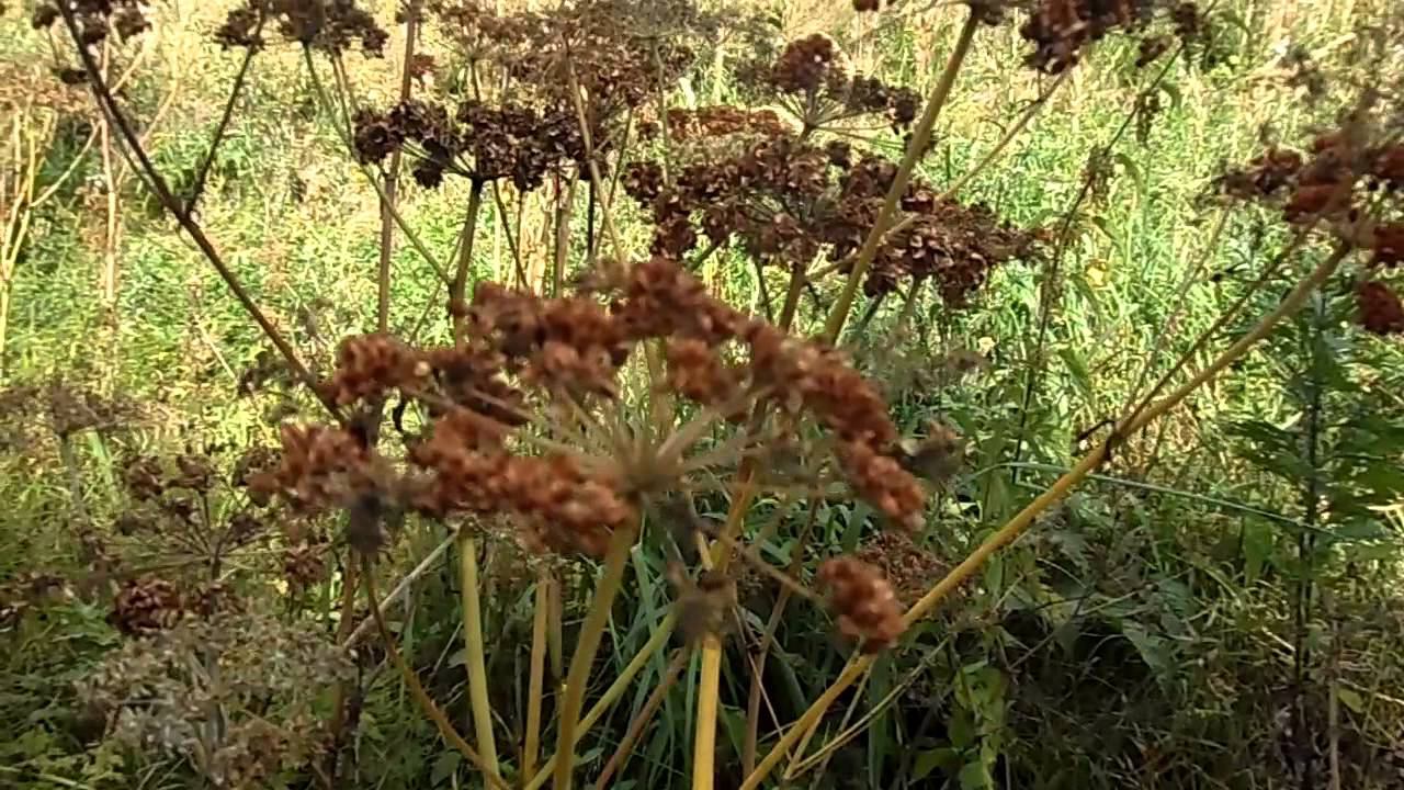 Дягель. Лекарственные растения из сказки.