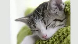 Музыка для кошек