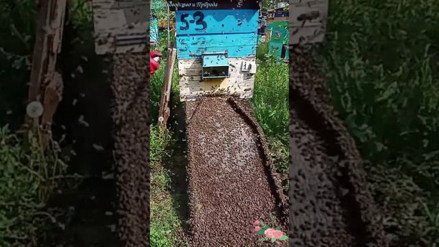 Заселение Роя в улей