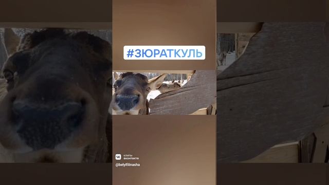 stories Ферма маралов