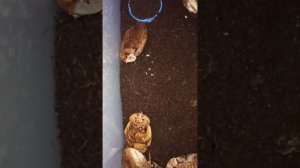 В связи с нехваткой мужчин в коллективе пришлось объединить две колонии архимандритов.