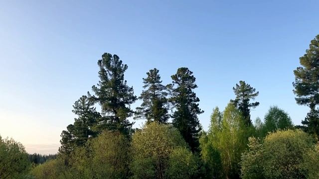 Утреннее пение птиц, Звуки Леса, Звуки природы, шум леса, Часть 3  2023 г