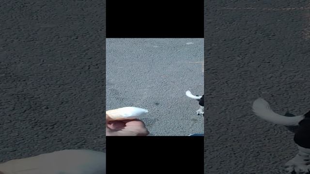 Первый Федькин стакан.mp4