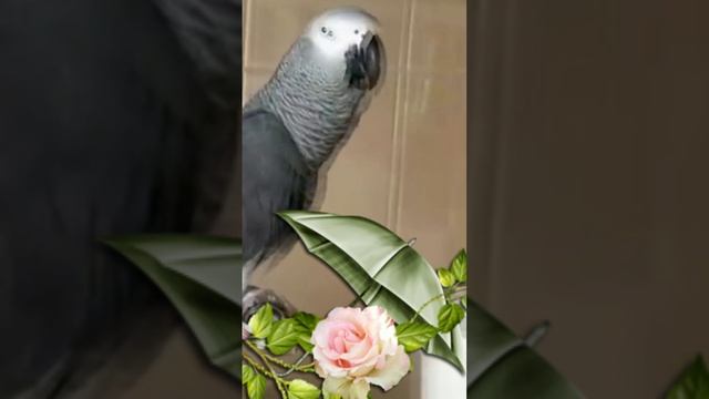 Прикольная песня! Попугай поет песню. Купите бублики, Горячи бублики, Гоните рублики,