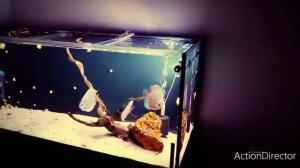 Пять плавающих унитазов. Дискусы