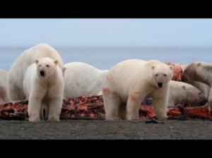 Great Polar Bear Feast