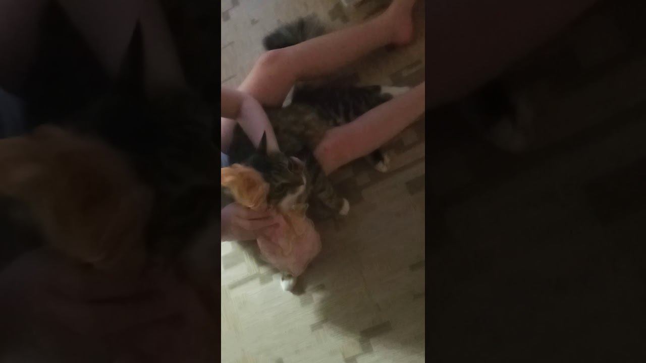 Смешные коты и котики. Сидим дома!! Смешные животные.