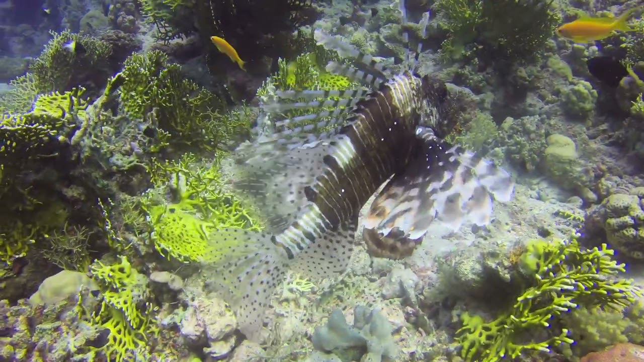 Крылатка-зебра Pterois volitans