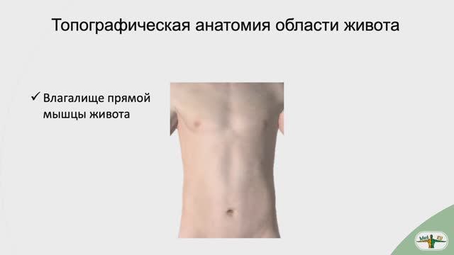 Топографическая анатомия передней брюшной стенки: влагалище прямой мышцы живота