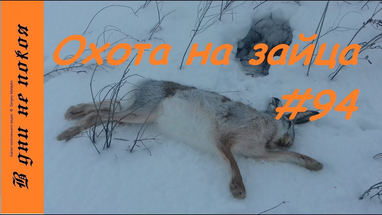 Охота на зайца. Выпуск № 94 18+