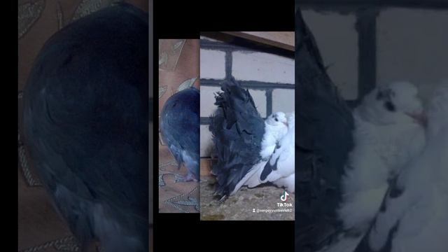 2023-03-02-115121413.mp4