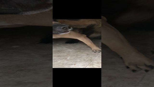 Карточка видео
