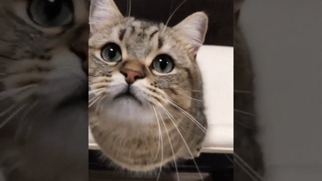 fluffy kitty