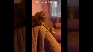 Лео и Трикстер . Старые друзья снова встретились!
