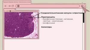 Паращитовидная железа