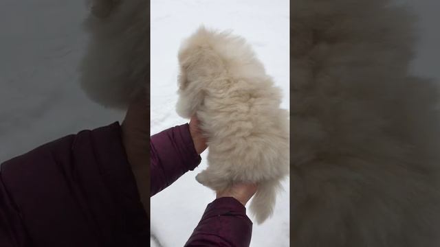 Пекинес 2 месяца