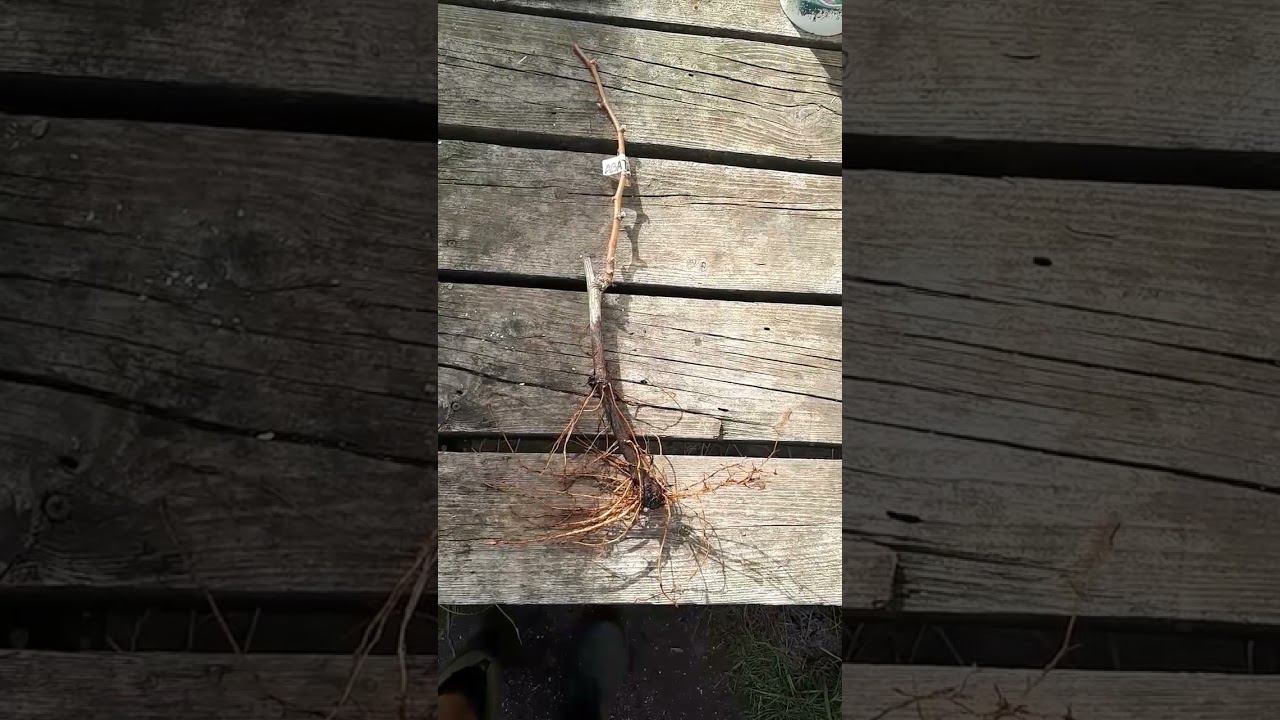 купили саженцы винограда, 7 октября 2023 г.