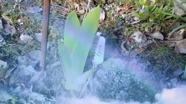 ЦВЕТОК ИРИС.mp4