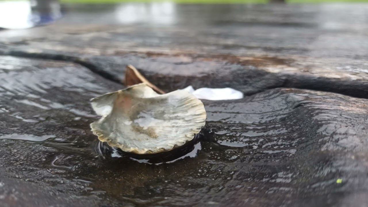 Browns bay shell planet