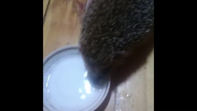 Вышел ёжик из тумана.