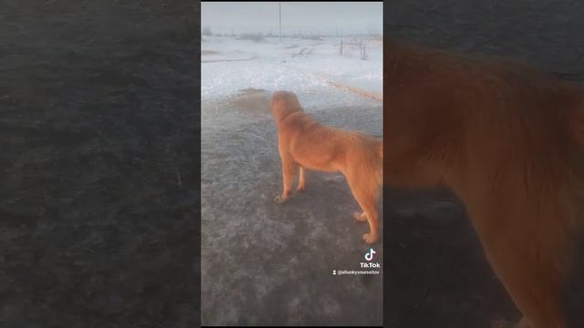 приють для бездомных собак шенкам город Жезказган область Улытау Нурсейтов Алтынкус Казахстан 🇰🇿