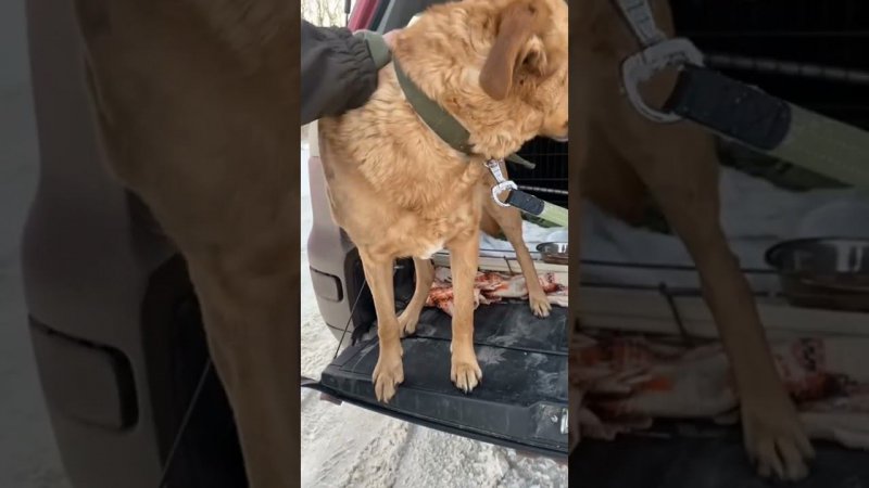 Здравствуй НОВАЯ страница в ЖИЗНИ / Осиротевшие собачки приехали в Москву