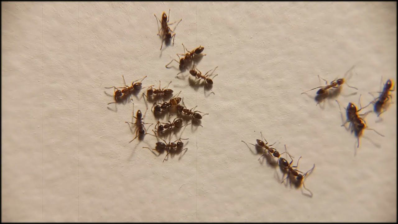 Пир.  Das Festmahl.