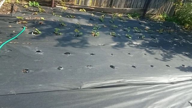 Клубники больше нет 😱