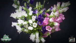 JFTV Time Lapse Series presents Campanula
