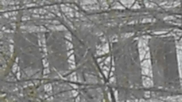 Белка скачет по веткам деревьев 65465 DSCN5128