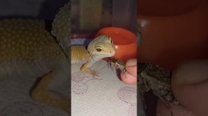Кормление эублефара Бананы.