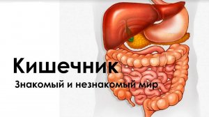 НУТРИЦИОЛОГИЯ. лекция 4.  КИШЕЧНИК