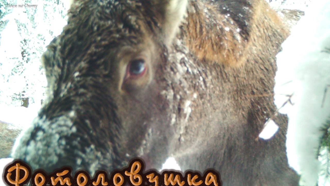 Лоси днем на солонце. Хорошие кадры с фотоловушки.