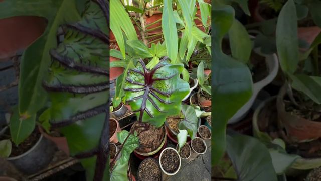 Colocasia Pharaoh’s Mask #plantcollection  #colocasia