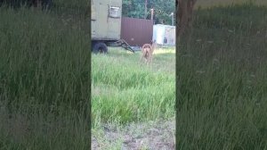 Вечерний гость