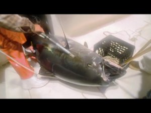 В погоне за тунцом (Fighting Tuna)