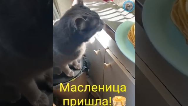 Смешные животные #156.mp4