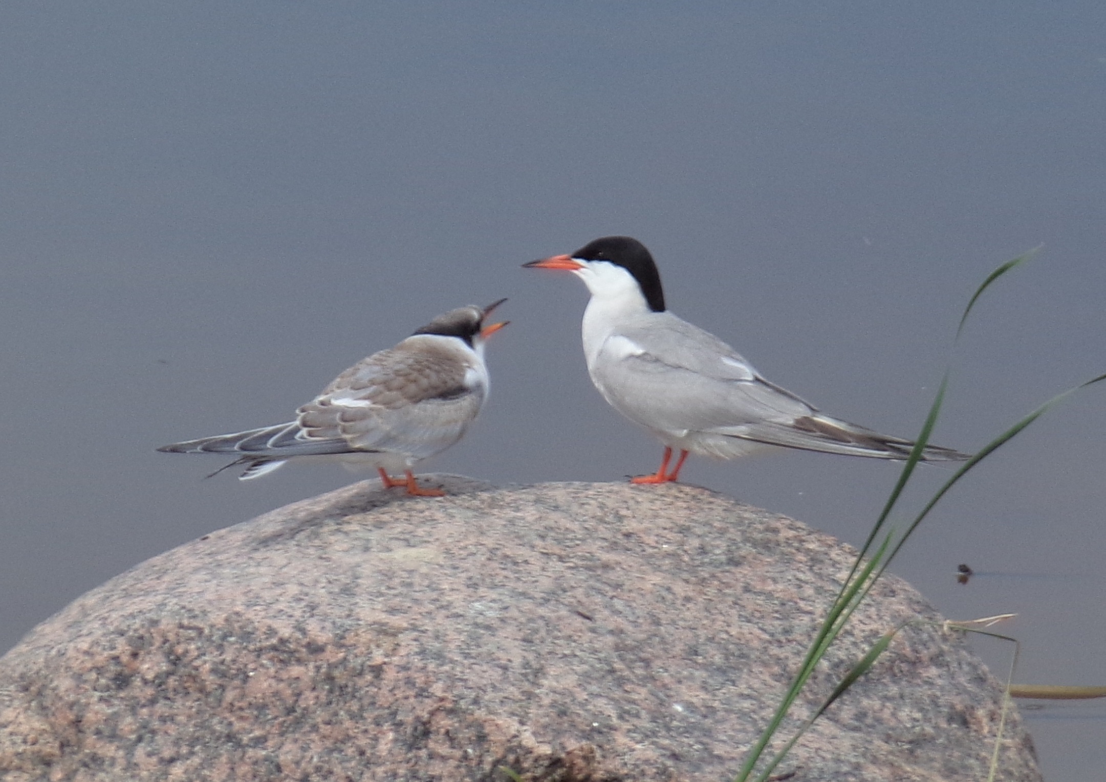 Речная крачка с птенцом