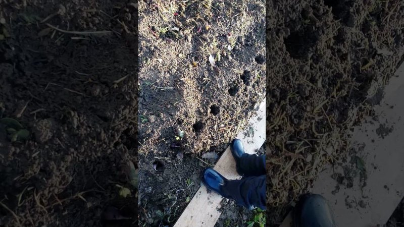 Сажаем чеснок. Занятие на приусадебном участке. 01 ноября 2021 года. Полдень. Сыро.