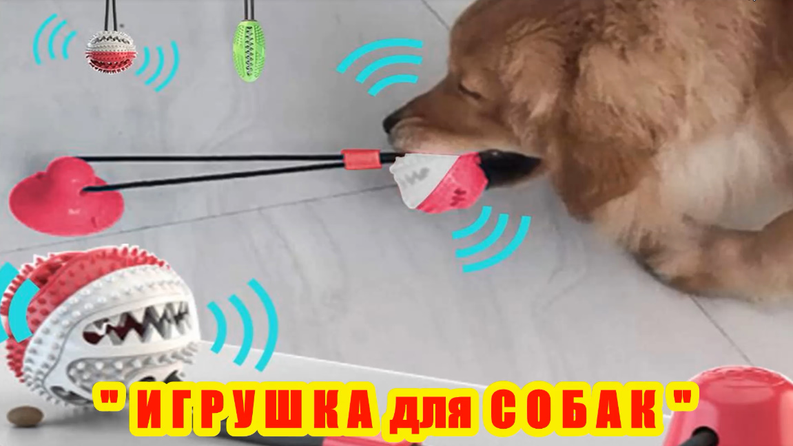 РАДОСТЬ для ПИТОМЦА