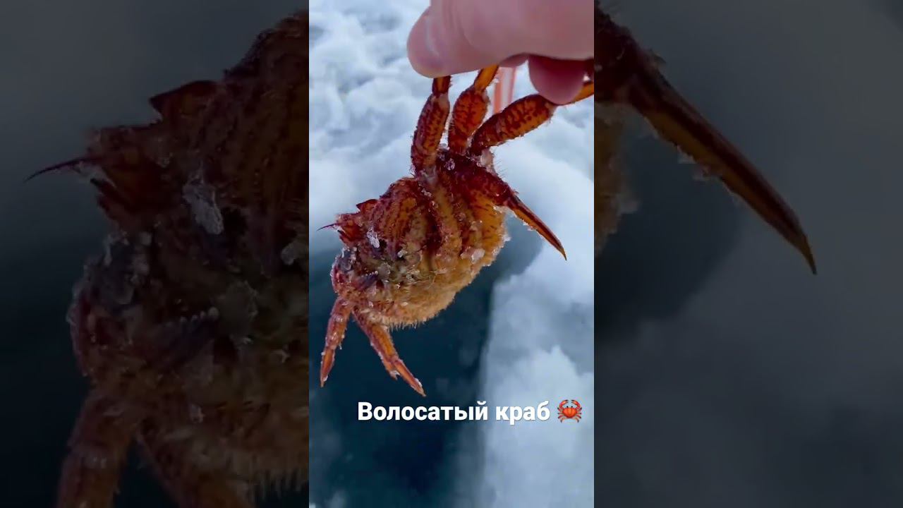 Крабалка Сахалин 2023